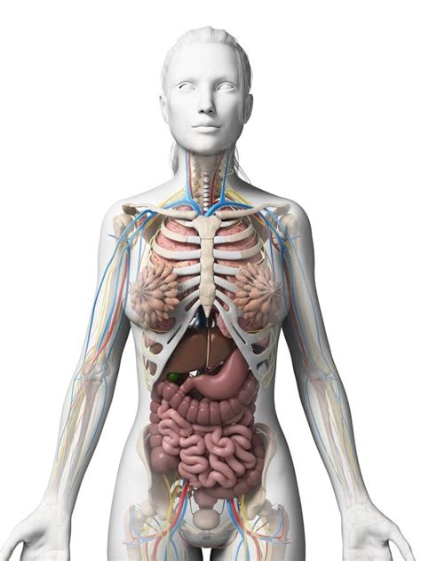 Female Anatomy Stock Illustration Illustration Of Background 30724477