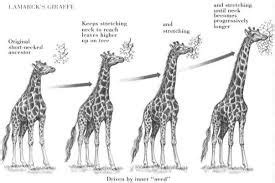 Charles Darwin Theory Of Evolution Flashcards Quizlet
