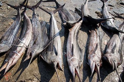 3 Ikan Yang Tidak Boleh Dikonsumsi Penderita Diabetes Bikin Gula Darah