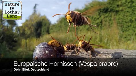 Europ Ische Hornisse Vespa Crabro Youtube