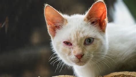 Pink Eye Conjunctivitis In Cats Symptoms Causes Treatments Cattime