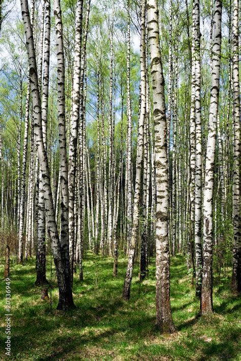 Fototapeta brzoza pejzaż świeży Dekowizja pl
