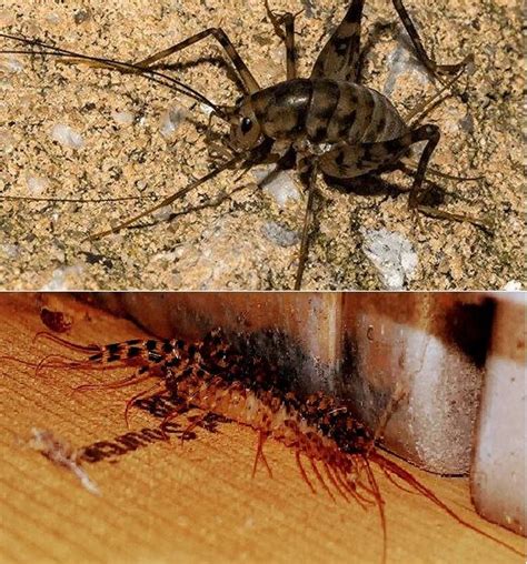Camel Cricket Centipede Vs Memes Imgflip