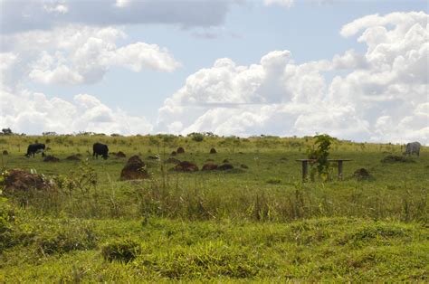 Pastagem degradada em Goiás Portal Embrapa