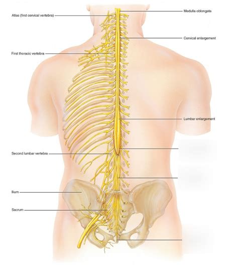 Bio The Spinal Cord Pt Diagram Quizlet