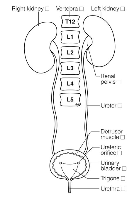 Schematic Urinary System Histology Coloring Book