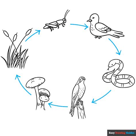 How To Draw The Food Chain Really Easy Drawing Tutorial