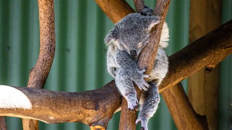 El koala en peligro de extinción Fundación Aquae