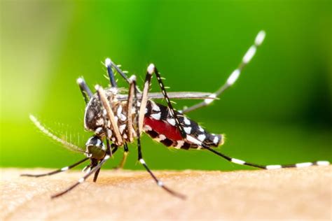 Como identificar o Aedes aegypti mosquito da dengue Tua Saúde