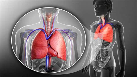 Derrame Pleural Sintomas Causas E Tratamento Md Sa De
