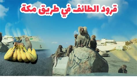 شاهد قرود الطائف في طريق الهدا و طريق مكة المكرمة YouTube