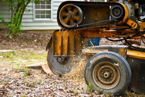 Guide Pour Bien Choisir La Méthode De Dessouchage Dun Arbre Elagage