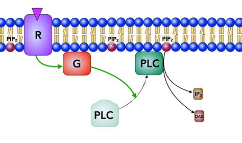 Calciumionen Und IP3