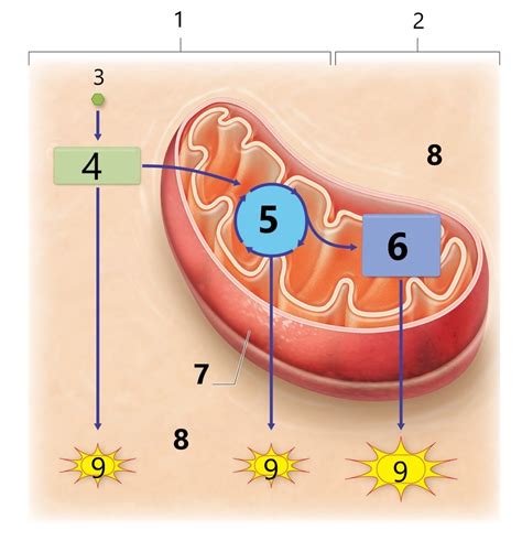 Glucose Catabolism And Oxidative Phosphorylation Diagram Quizlet