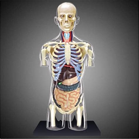 REXGEL Scientific Menschliche Anatomie Transparente Menschliche