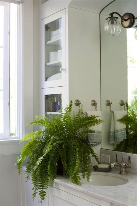 Las mejores 5 plantas para decorar tu baño ARQZON