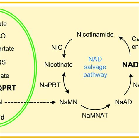 Schematic Representation Of NAD Biosynthesis Pathway In Plants The De