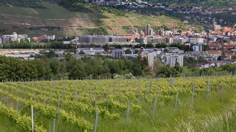 Wein im Kreis Esslingen Weingärtner greifen auf Künstliche Intelligenz