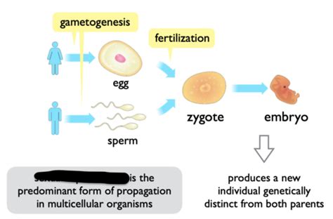 Biomg L Meiosis Mendelian Inheritance Flashcards Quizlet