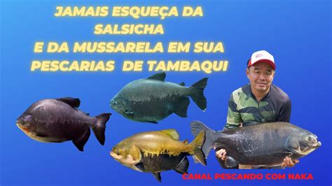 Dicas Das Melhores Iscas Para Pescaria De Tambaqui Salsichas E
