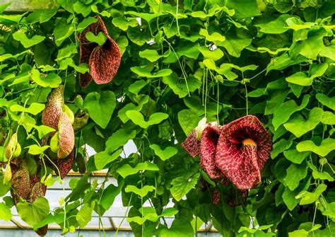 Kokornak wielkolistny Aristolochia macrophylla uprawa pielęgnacja