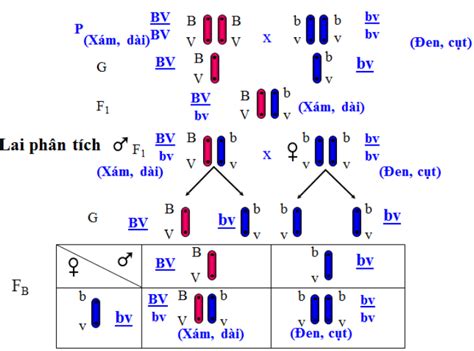 Sinh Học 12 Bài 11 Liên Kết Gen Và Hoán Vị Gen VUIHOC