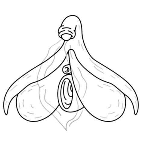 Urethra Clitoris Diagrams Telegraph