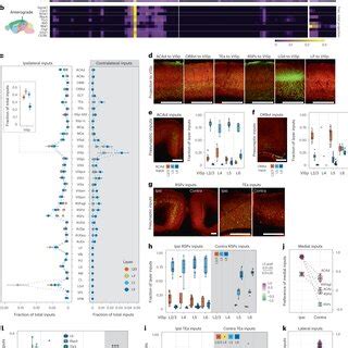 Comparison Of Brain Wide Input Patterns To Excitatory Neuron Subclasses