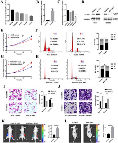 Full Article Downregulated Acetyl CoA Acyltransferase 2 Promoted The