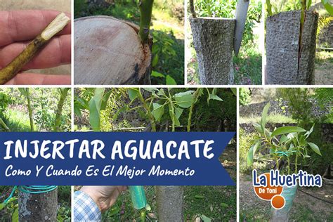 Injertar aguacates paltas paso a paso Cómo y cuándo hacerlo