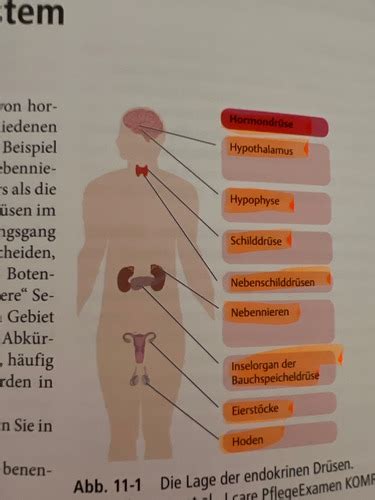 Endokrines System K 11 Terminologie Karteikarten Quizlet