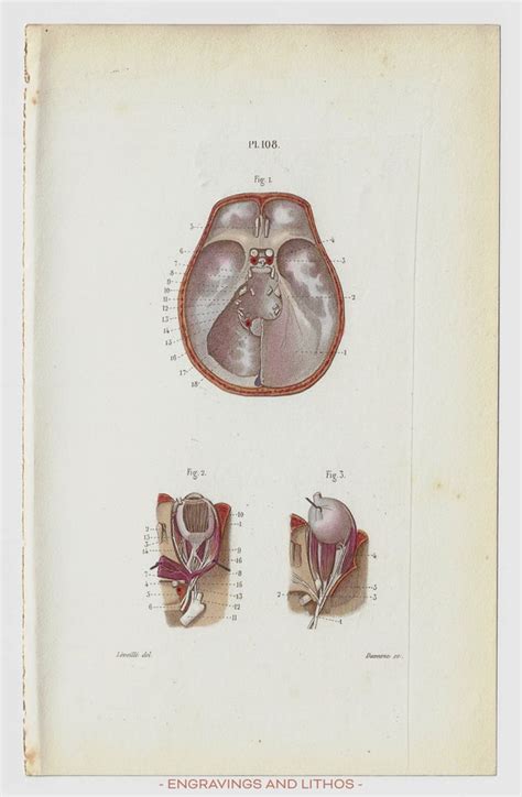 Cranial Nerves Rare Original Print From The Book Naked Etsy