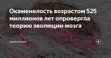 Окаменелость возрастом 525 миллионов лет опровергла теорию эволюции