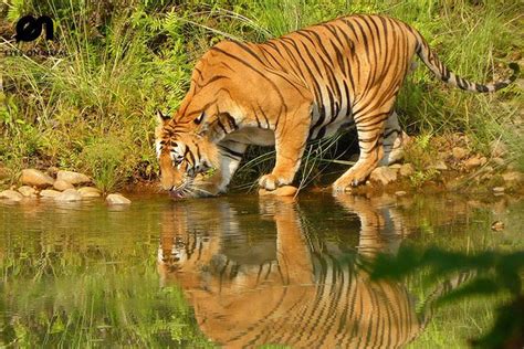 2023 Kathmandu Pokhara Chitwan Tour Discover Nature Culture Wildlife