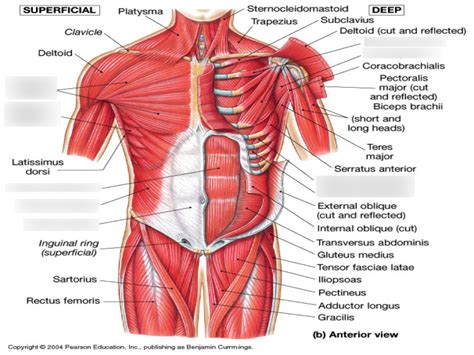Axial Muscles Diagram Quizlet