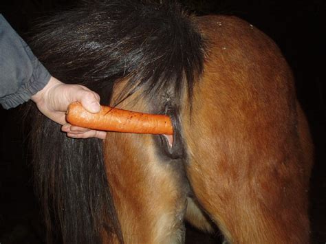 Man Fucks Mare Anal Telegraph