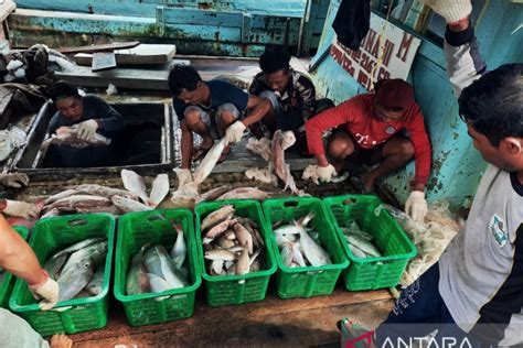 Nilai Produksi Perikanan Tangkap Kepri Capai Rp8 697 Triliun ANTARA