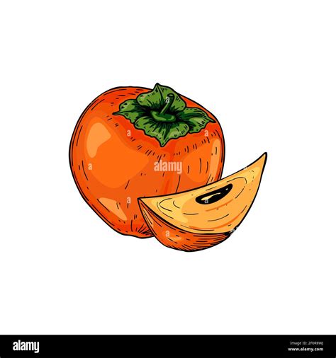 Hand Drawn Persimmon Fruit With A Slice Isolated On White Background