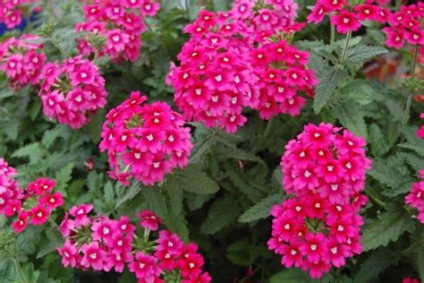 PLANTA VERBENA CARACTERÍSTICAS CUIDADOS CULTIVO Y MÁS