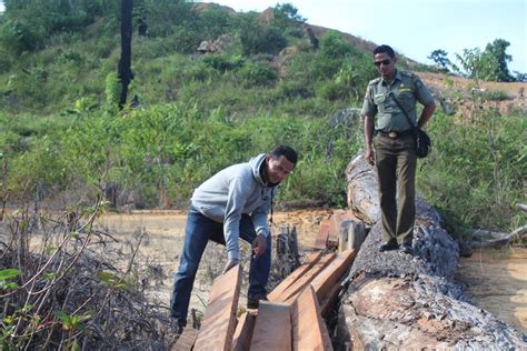 Polhut Tangkap Pelaku Pembalakan Liar Di Hutan Lindung Sungai Maya