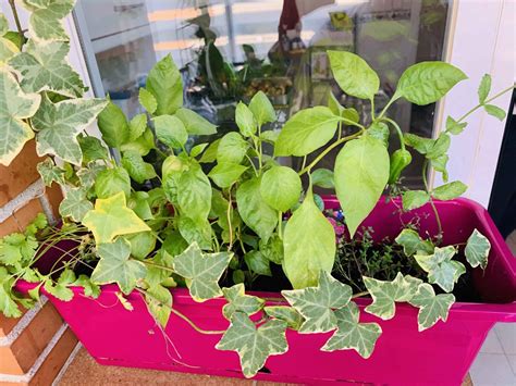 Las 8 Plantas Que Debes Tener En Tu Hogar Yasmari Bello