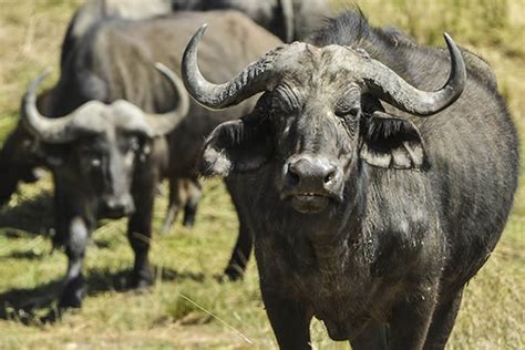 Budget Safaris To Akagera National Park In Rwanda