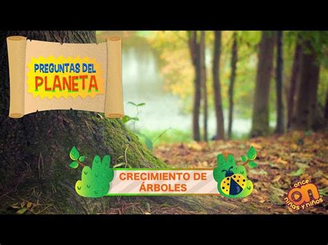Cuánto tarda en crecer un árbol AL DETALLE
