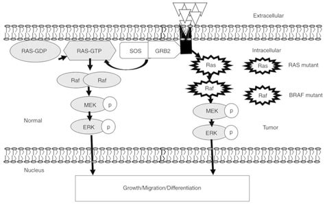Mapk Erk Signaling Pathway