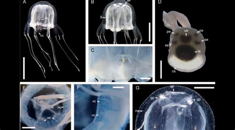 Descubren Una Nueva Especie De Medusa Con 24 Ojos Y Muy Venenosa INVDES