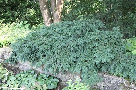 Encyklopedia DrzewTaxus Baccata Repandens Cis Pospolity Repandens