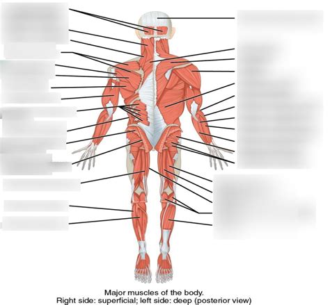 Major Muscles Of The Body Posterior View Diagram Quizlet