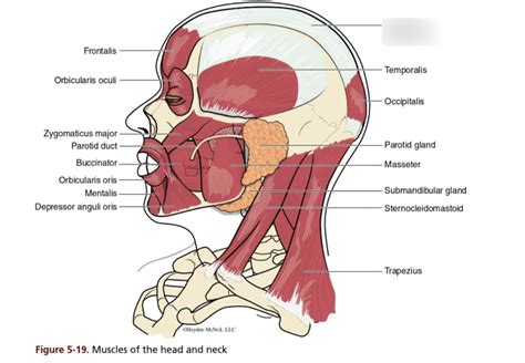 Unit Muscles Of Head And Neck Origins Insertions Functions Diagram