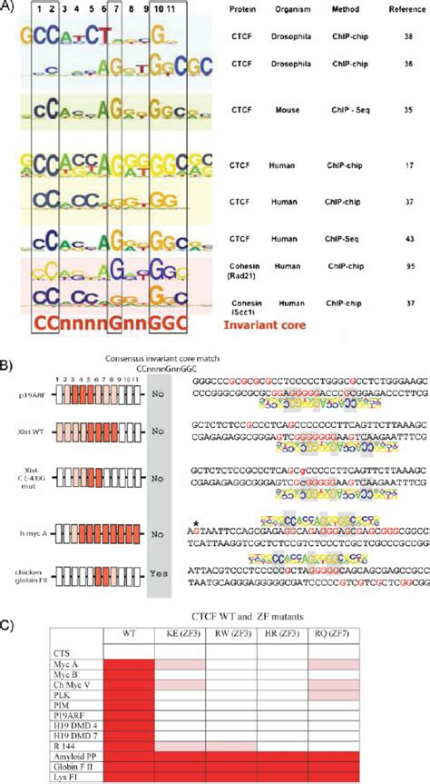 Ctcf Binding To Ctcf Target Sites A Characteristic Examples Of Dna