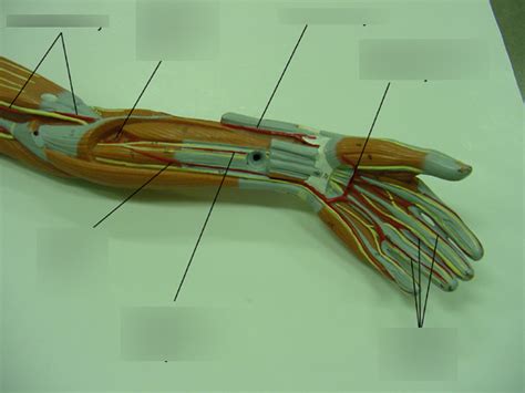 Anterior Lower Arm Diagram Quizlet